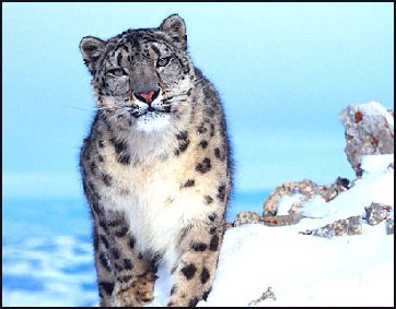 High King Kal | Felimperia Wiki | Fandom