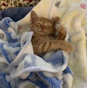 Music | Feline (therians/otherkin) Wiki | Fandom