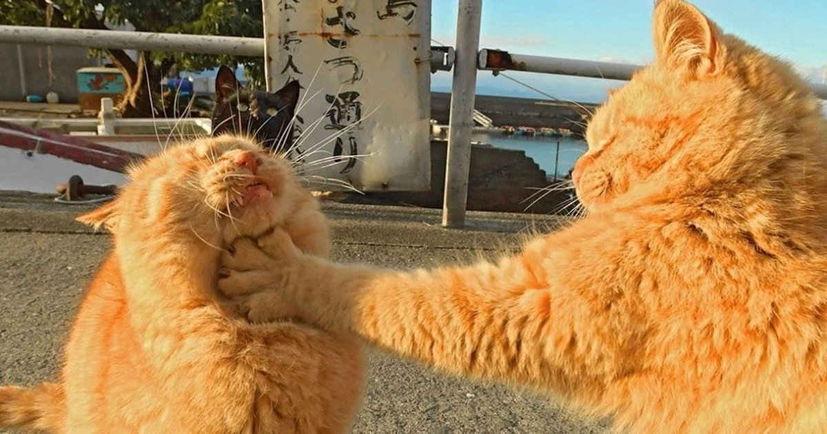 Fighting | Feline (therians/otherkin) Wiki | Fandom