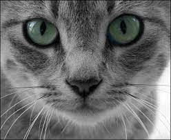 Feline (therians/otherkin) Wiki | Fandom