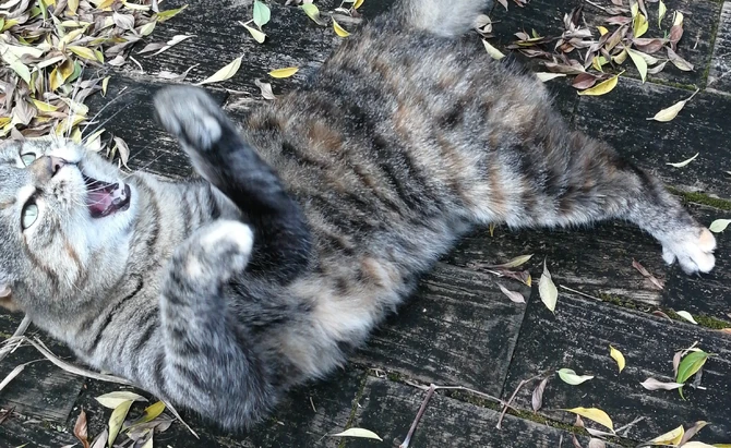 Feline (therians/otherkin) Wiki | Fandom