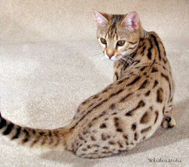 Leopardstar | Warrior cats Wiki | Fandom