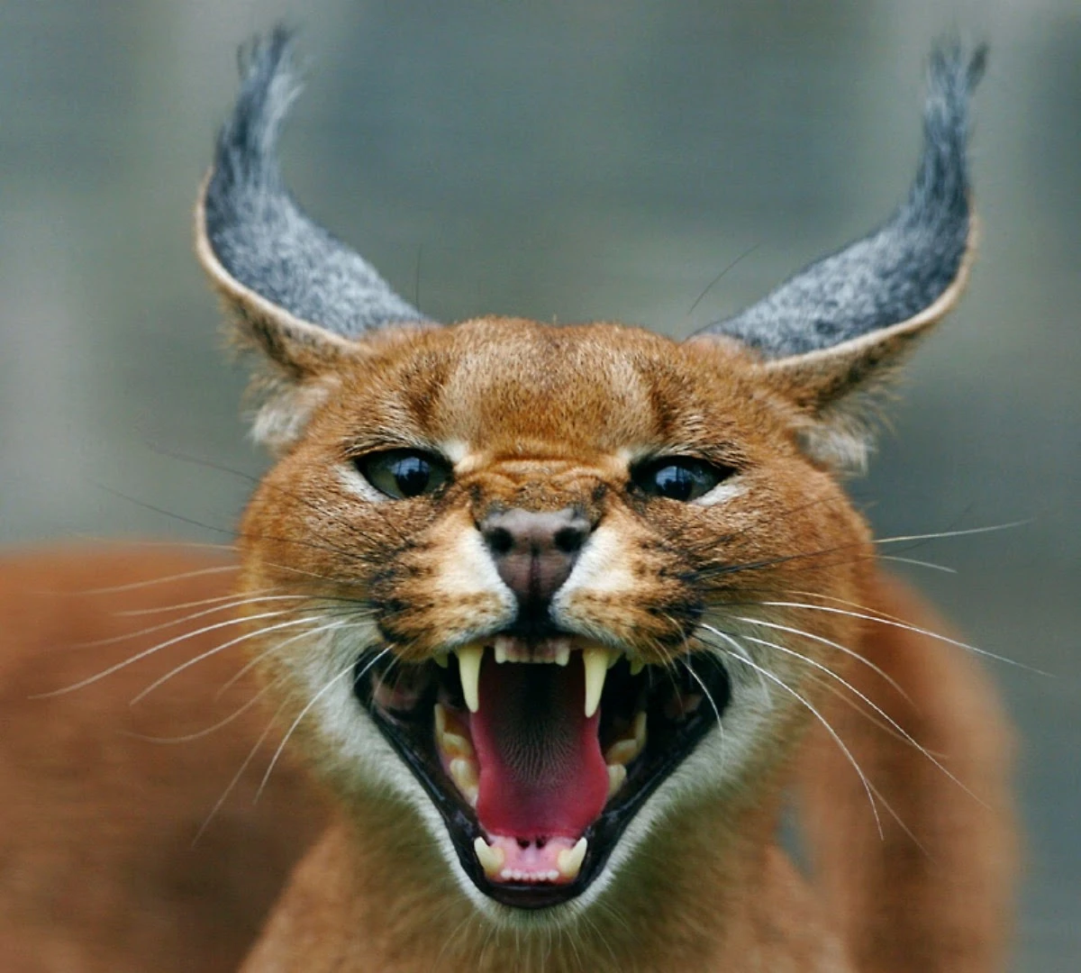 Caracal | Felinos Wiki | Fandom