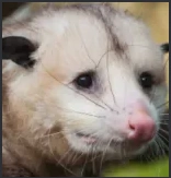 Goats milk | Fenar Wiki | Fandom