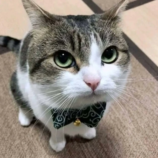 Bowtie | Freaking epic nextbots rebooted Wiki | Fandom