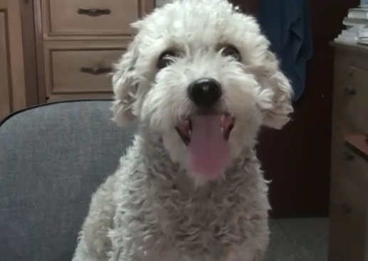 Party | Wiki Fernanfloo | Fandom