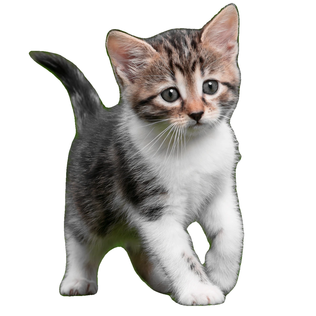 Kitty cat | Mr Ferret's Nextbots Wiki | Fandom