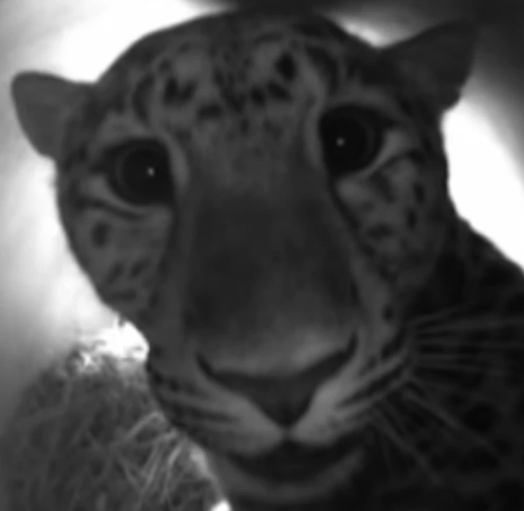 Leopard | Mr Ferret's Nextbots Wiki | Fandom