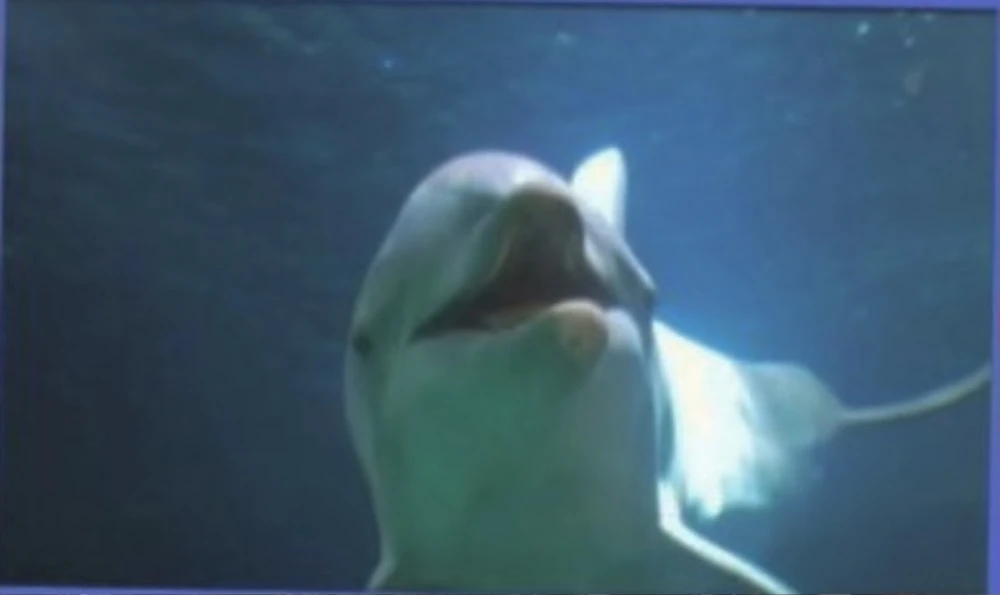 Calvin | Fetch With Ruff Ruffman Wiki | Fandom