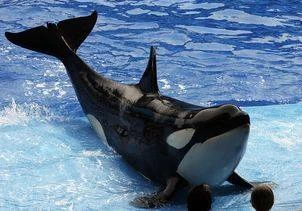 Trua | Fetch With Ruff Ruffman Wiki | Fandom