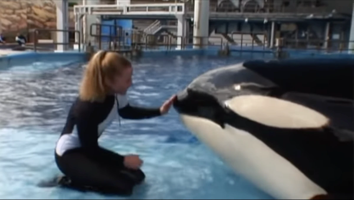 Kayla (orca) | Fetch With Ruff Ruffman Wiki | Fandom