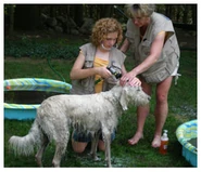 Doggie Duties | Fetch With Ruff Ruffman Wiki | Fandom