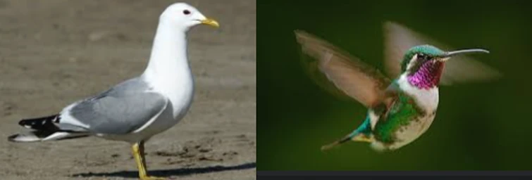 The Collection of Bird Skins grow! 🐦 | Fandom