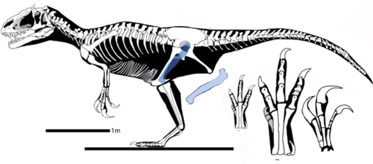 I need a good skeletal diagram for Yutyrannus | Fandom