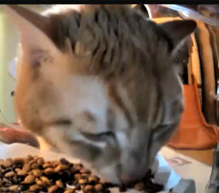 mr the fresh | Fandom