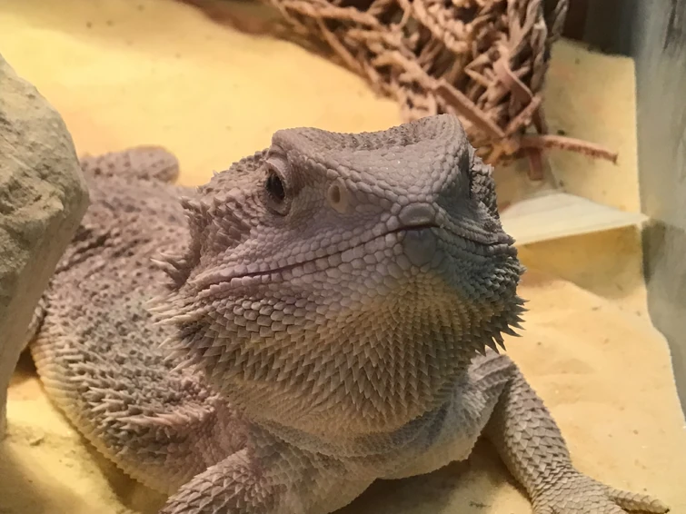 Cheeto Vs. Reptar | Fandom