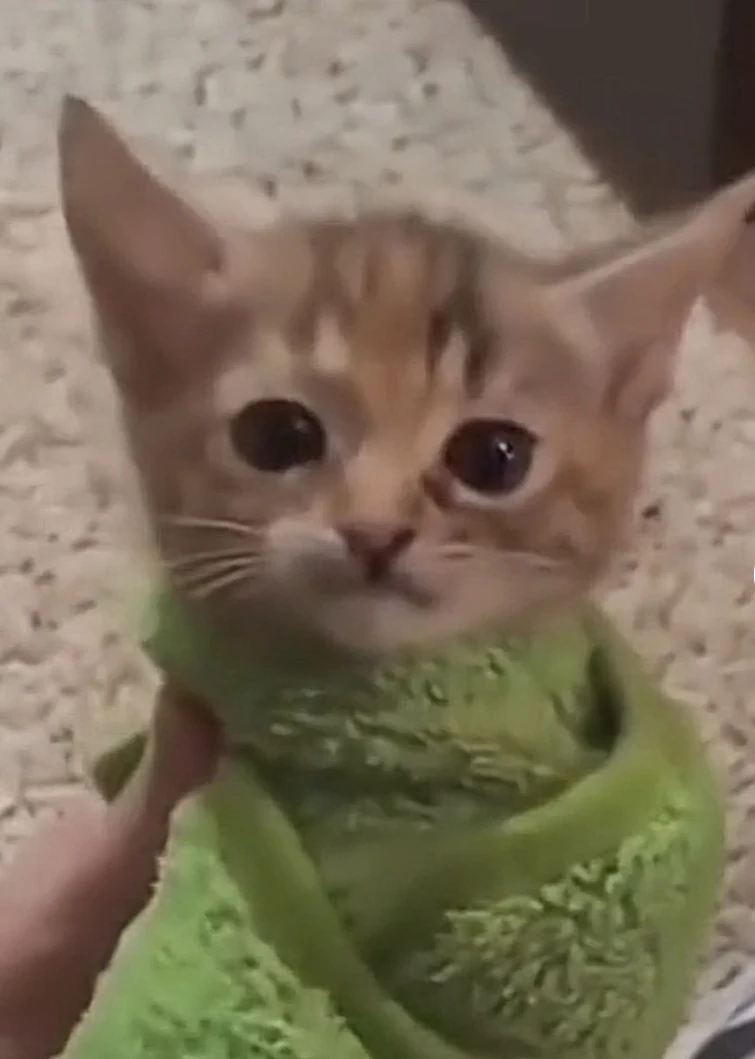Burrito cat spongy | Fandom