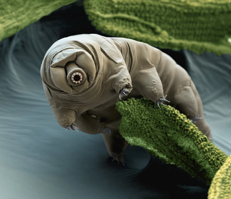 BeMeebEth looks like tardigrade | Fandom