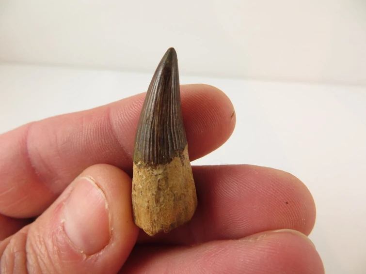 Do y’all know your prehistoric animal teeth? | Fandom
