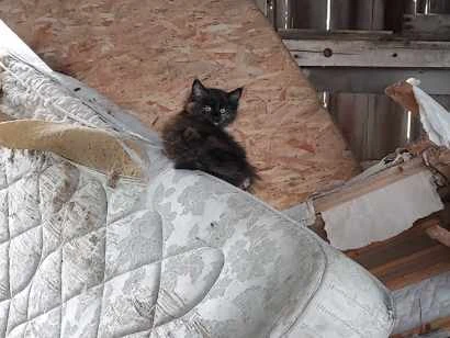 new kitty cat | Fandom