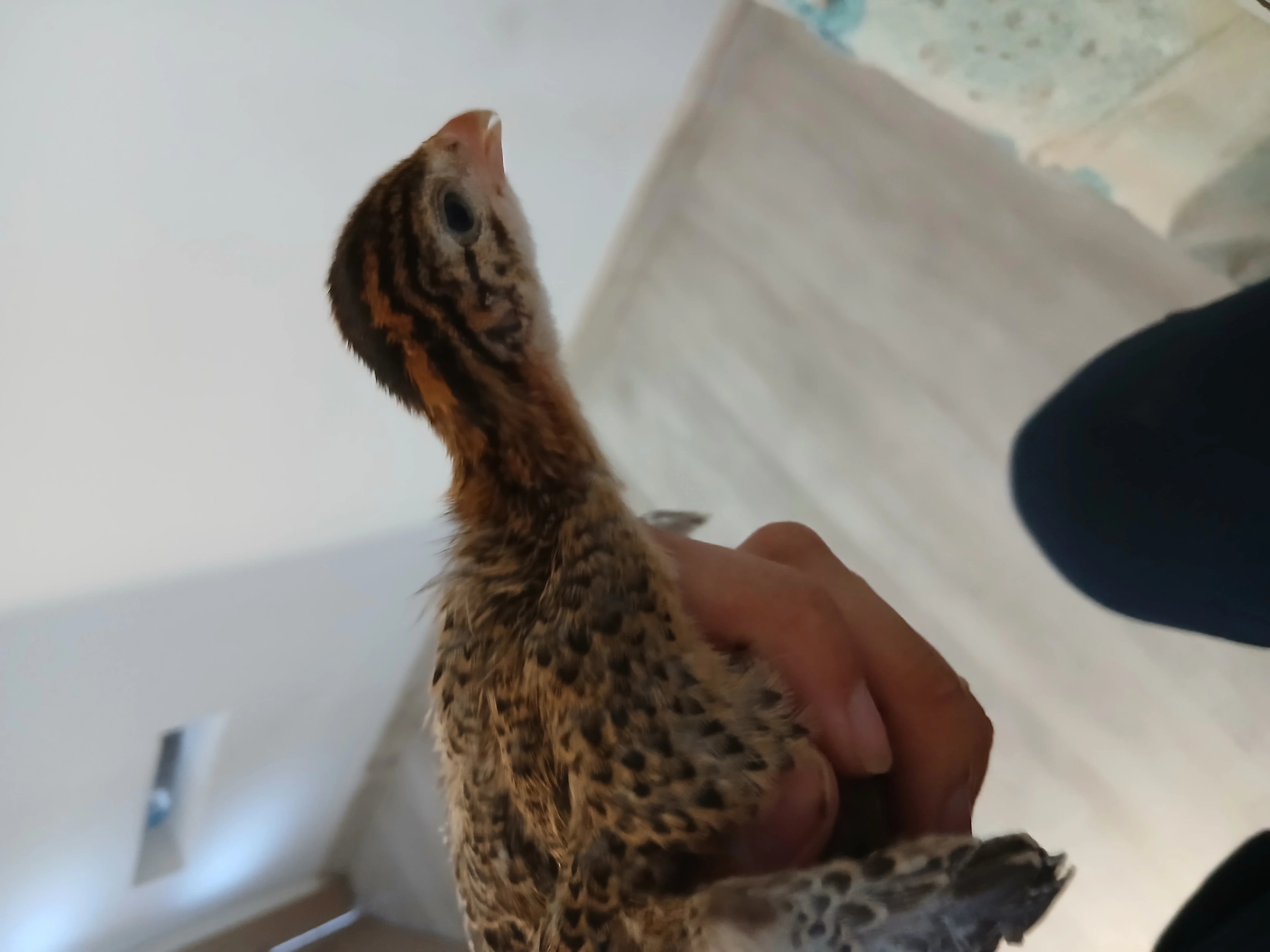 Trading sp xeternos for species torcherouk | Fandom