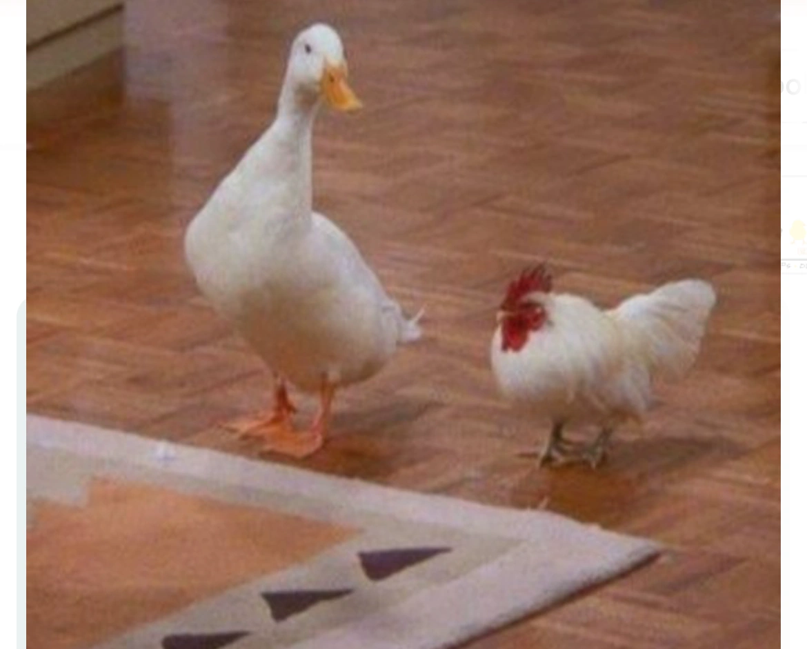 Duck 🦆 and chicken 🐓 | Fandom