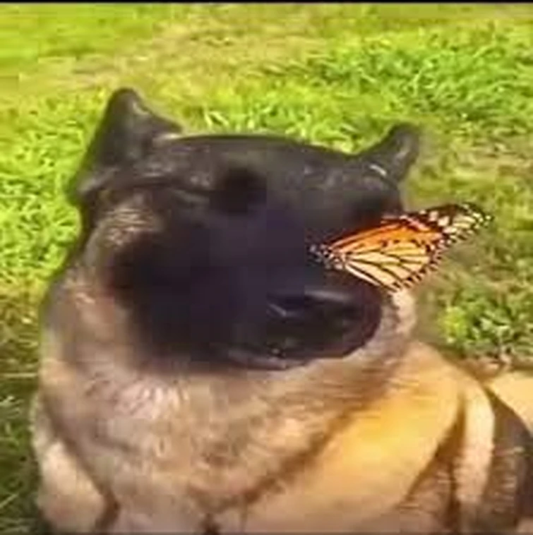 Random TBB memes | Fandom