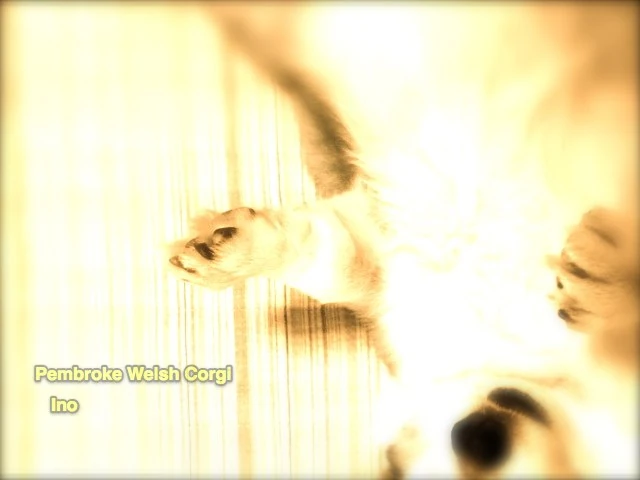 Pembroke Welsh Corgi | Flash Flash Revolution Wiki | Fandom