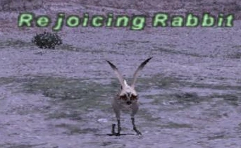 Rejoicing Rabbit | FFXIclopedia | Fandom