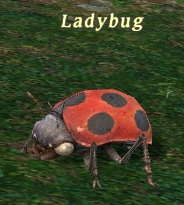 Ladybug - Final Fantasy XIV: A Realm Reborn (FFXIV) Wiki