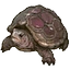 Box Turtle - Final Fantasy XIV: A Realm Reborn (FFXIV) Wiki