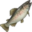 Rainbow Trout - Final Fantasy XIV: A Realm Reborn (FFXIV) Wiki