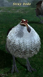 Stray Dodo - Final Fantasy XIV: A Realm Reborn (FFXIV) Wiki