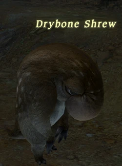 Drybone Shrew - Final Fantasy XIV: A Realm Reborn (FFXIV) Wiki