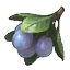 Pixie Plums - Final Fantasy XIV: A Realm Reborn (FFXIV) Wiki