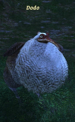 Dodo - Final Fantasy XIV: A Realm Reborn (FFXIV) Wiki