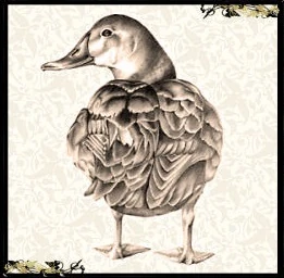 La papera | Fiabe Wiki | Fandom