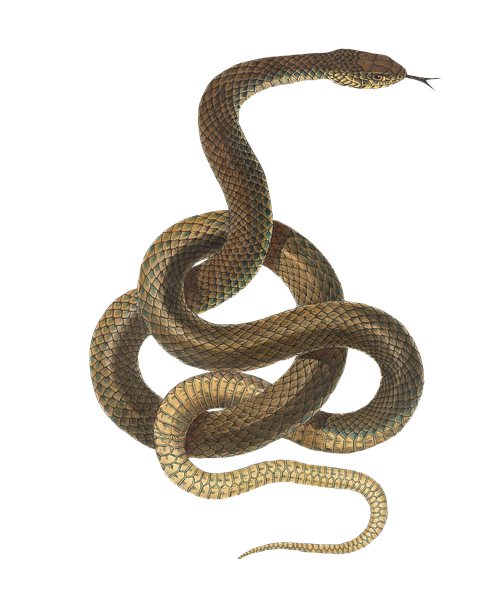 Biancabella e il serpente | Fiabe Wiki | Fandom