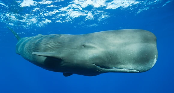 Cachalote (El Mundo Real) | Ficción Sin Límites Wiki | Fandom