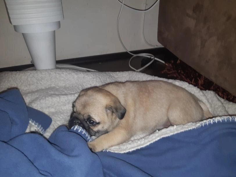 Pug (El Mundo Real) | Ficción Sin Límites Wiki | Fandom