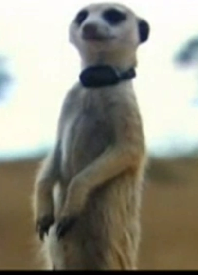 Luthien Pixox | Wiki Fics Suricatos | Fandom