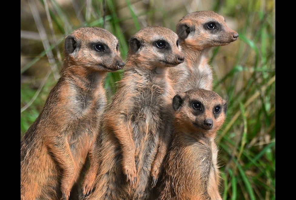 Grupo Catz | Wiki Fics Suricatos | Fandom