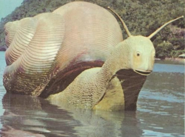 Giant Pink Sea Snail