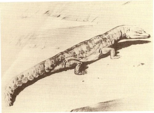 Buru | Fiction Taxonomy Wiki | Fandom