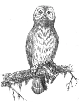 Striped scowl | Fiction Taxonomy Wiki | Fandom