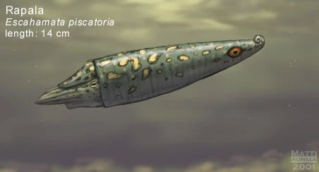 Rapala | Fiction Taxonomy Wiki | Fandom