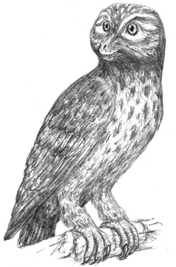 Spotted scowl | Fiction Taxonomy Wiki | Fandom