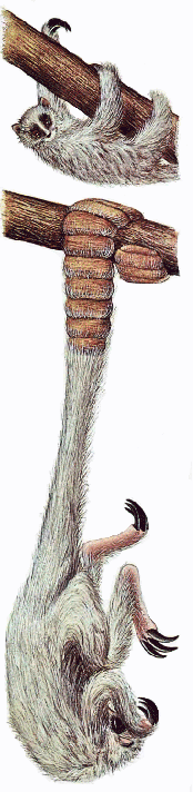 Category:Family: Lorisidae | Fiction Taxonomy Wiki | Fandom