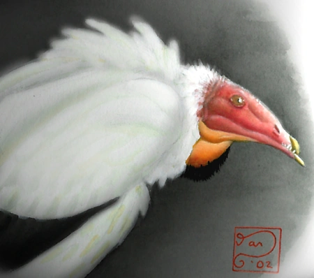 Phineus harpy | Fiction Taxonomy Wiki | Fandom