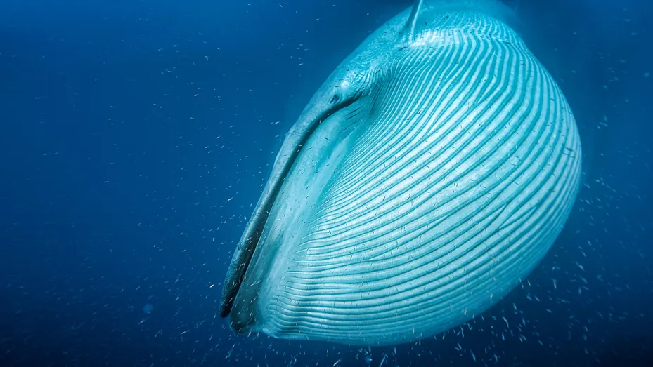 Your Mom (Joke) | Fiction Taxonomy Wiki | Fandom